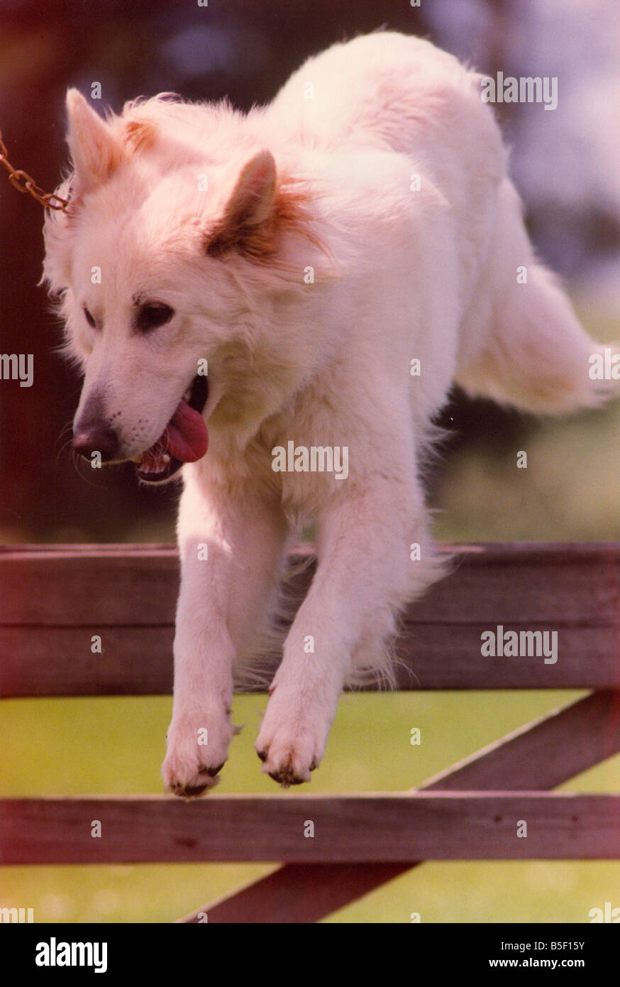 White alsatian hi-res stock photography and images - Alamy