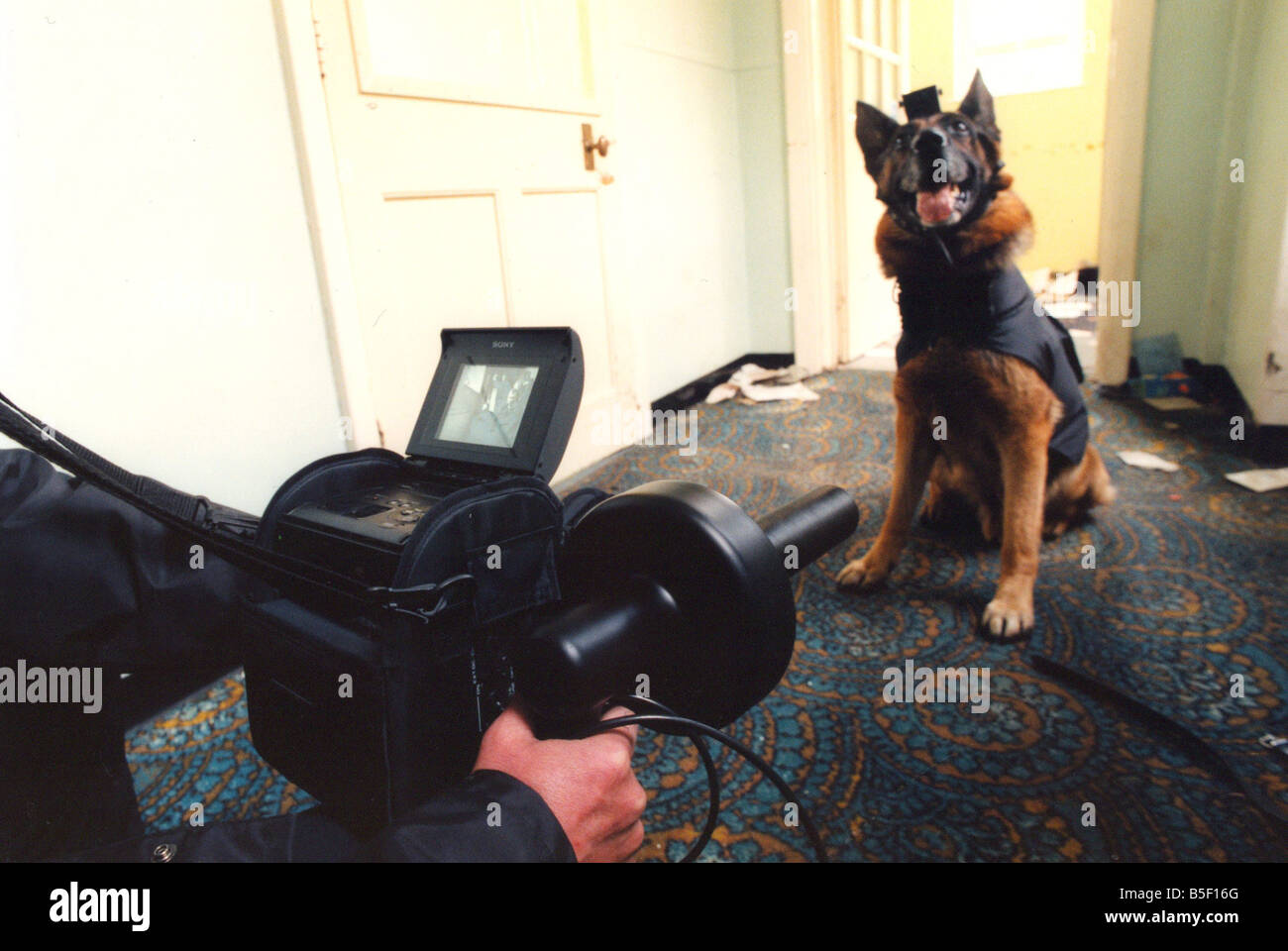 Hi tech police dog Tex with a video camera attached to his head Stock ...