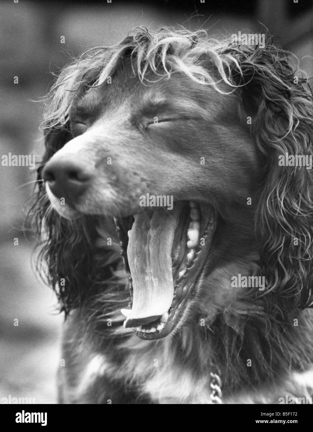 Crime, police, dog Black and White Stock Photos & Images - Alamy