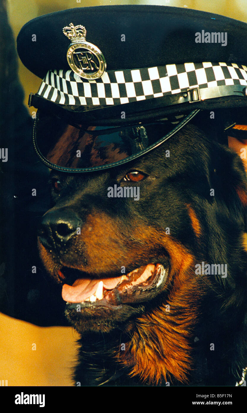 Rottweiler Police Dog