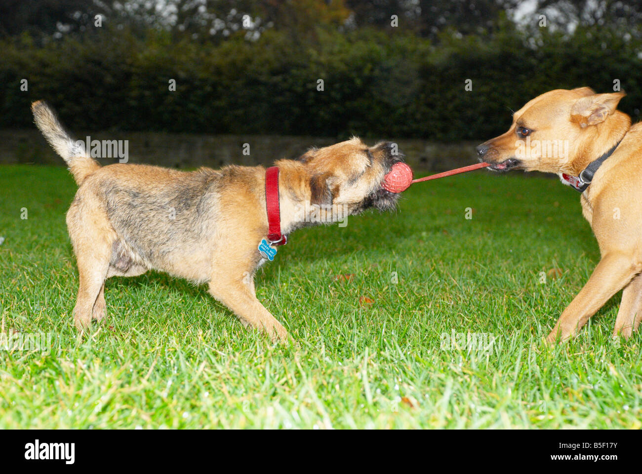dogs playing in the park Stock Photo - Alamy