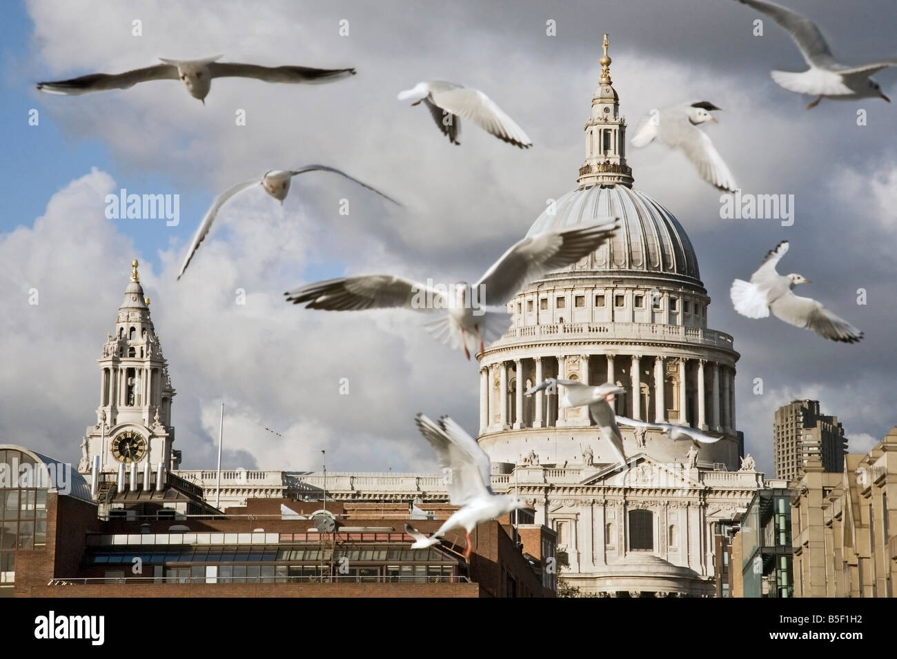 seagulls over st pauls in london Stock Photo - Alamy