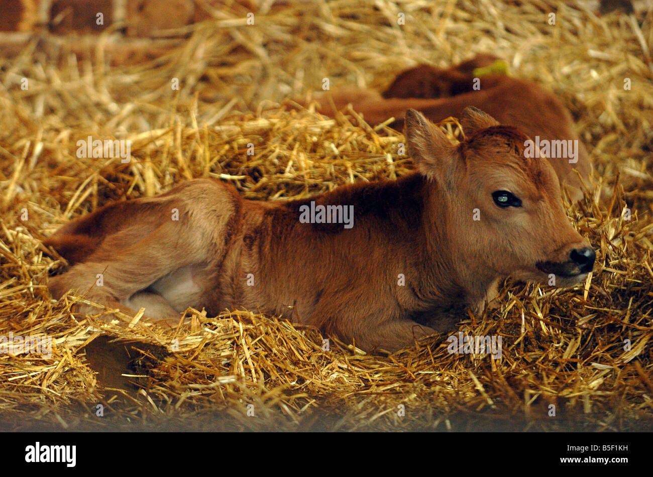Wheelbirks hi-res stock photography and images - Alamy