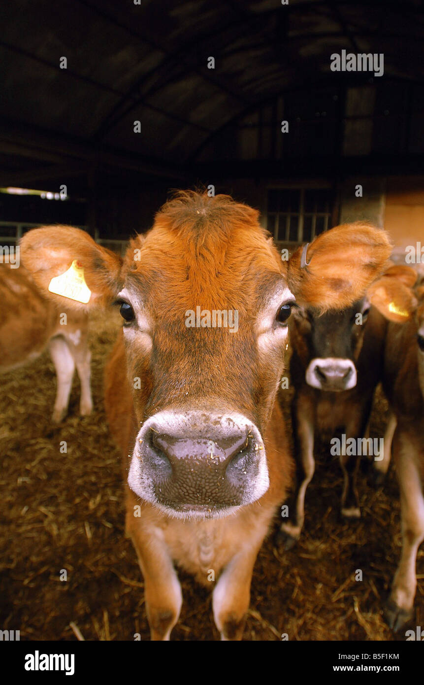 Wheelbirks hi-res stock photography and images - Alamy