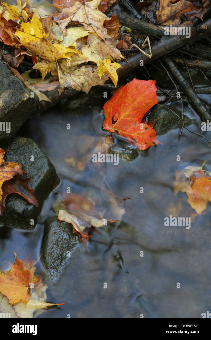 Aisle in forest hi-res stock photography and images - Alamy