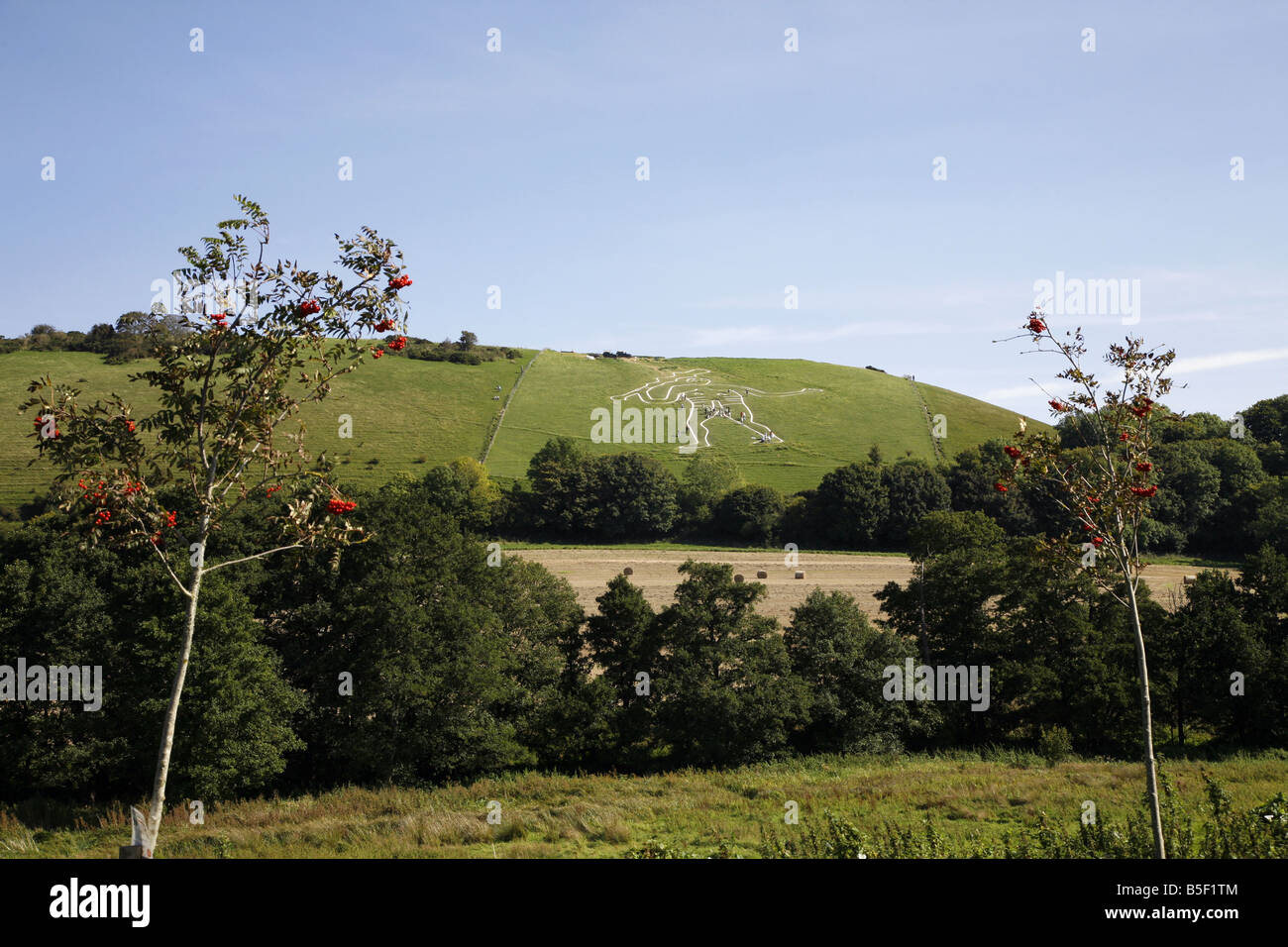 The Cerne Giant, situated on a hill above the Dorset village of Cerne ...