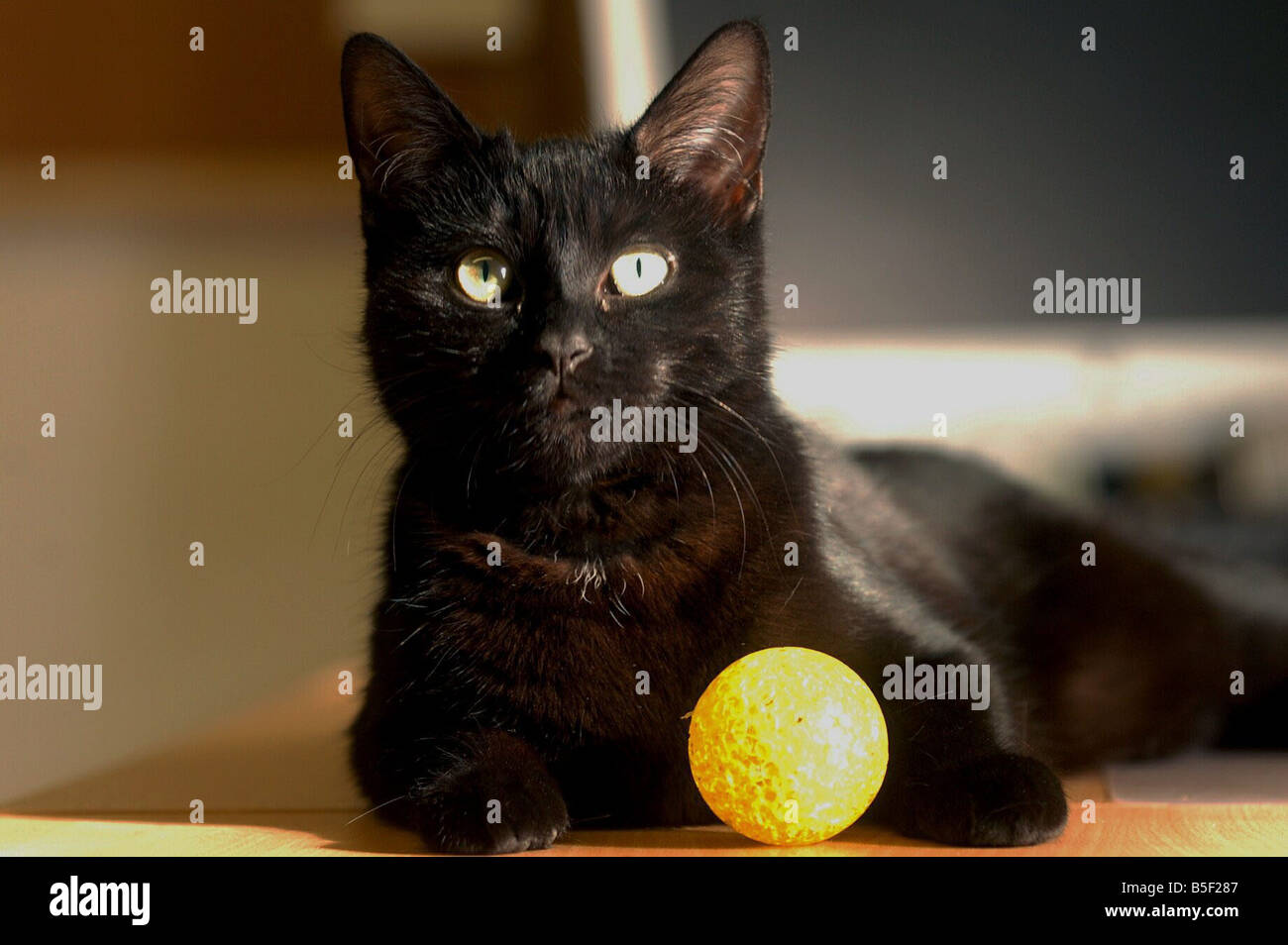 Magic the cat Stock Photo - Alamy