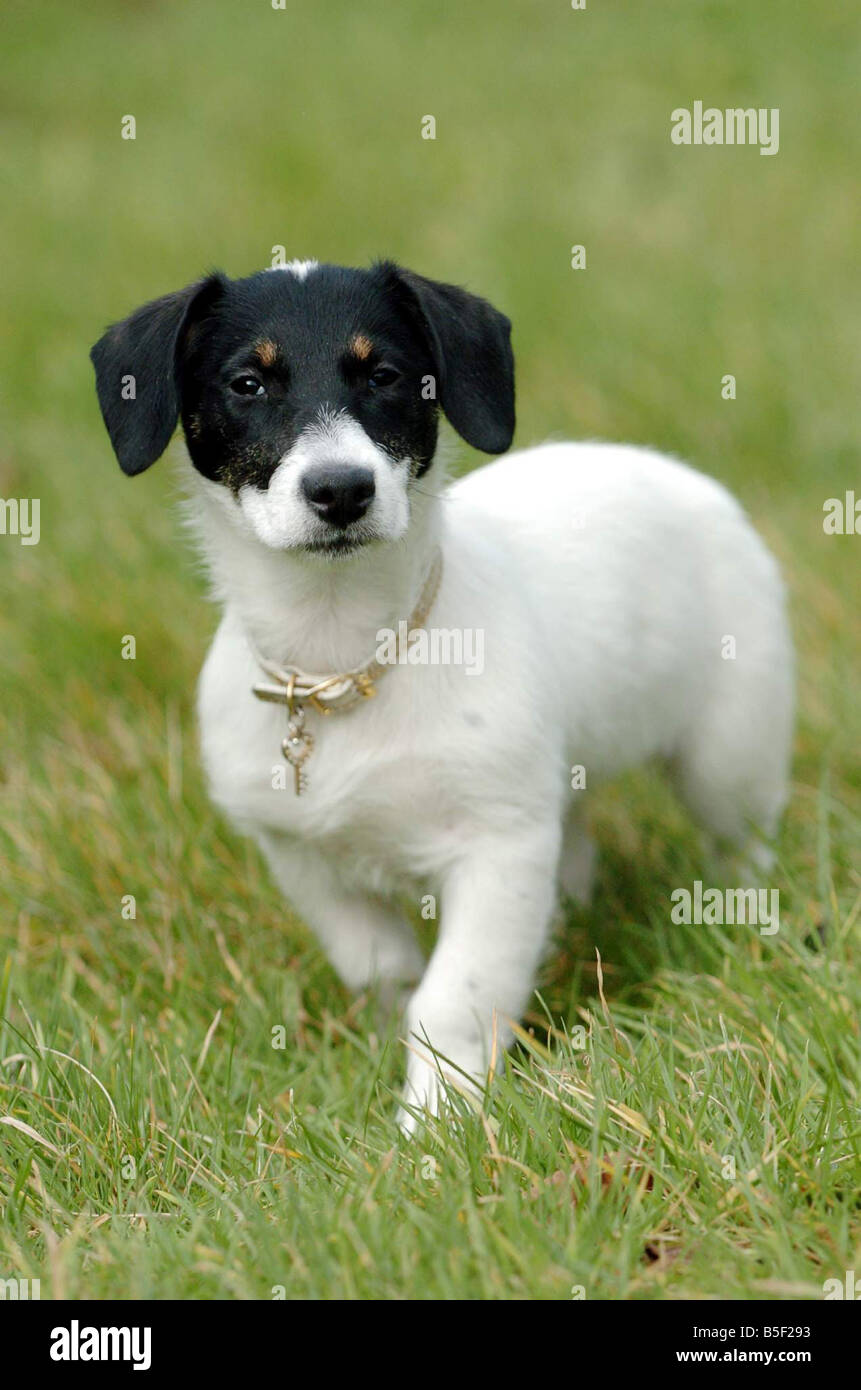 Russell cross hi-res stock photography and images - Alamy