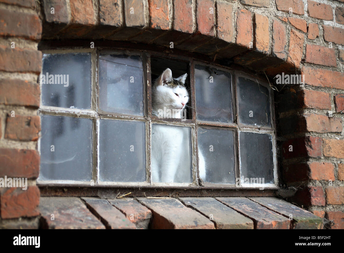 Cat Looking Through Window Stock Photos & Cat Looking Through Window ...