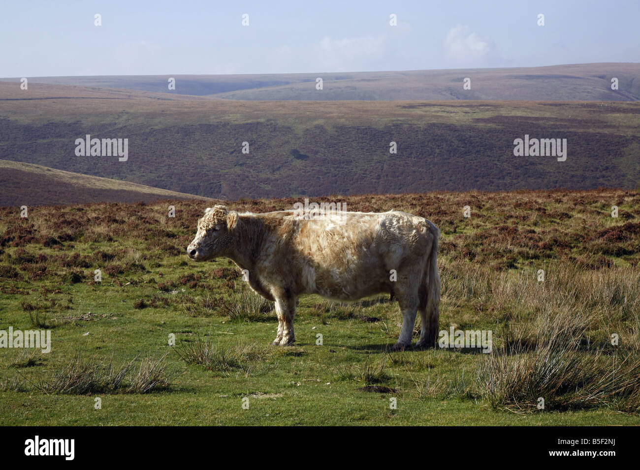 Exmoor National Park - Cattle on the open moor seen from the road from ...