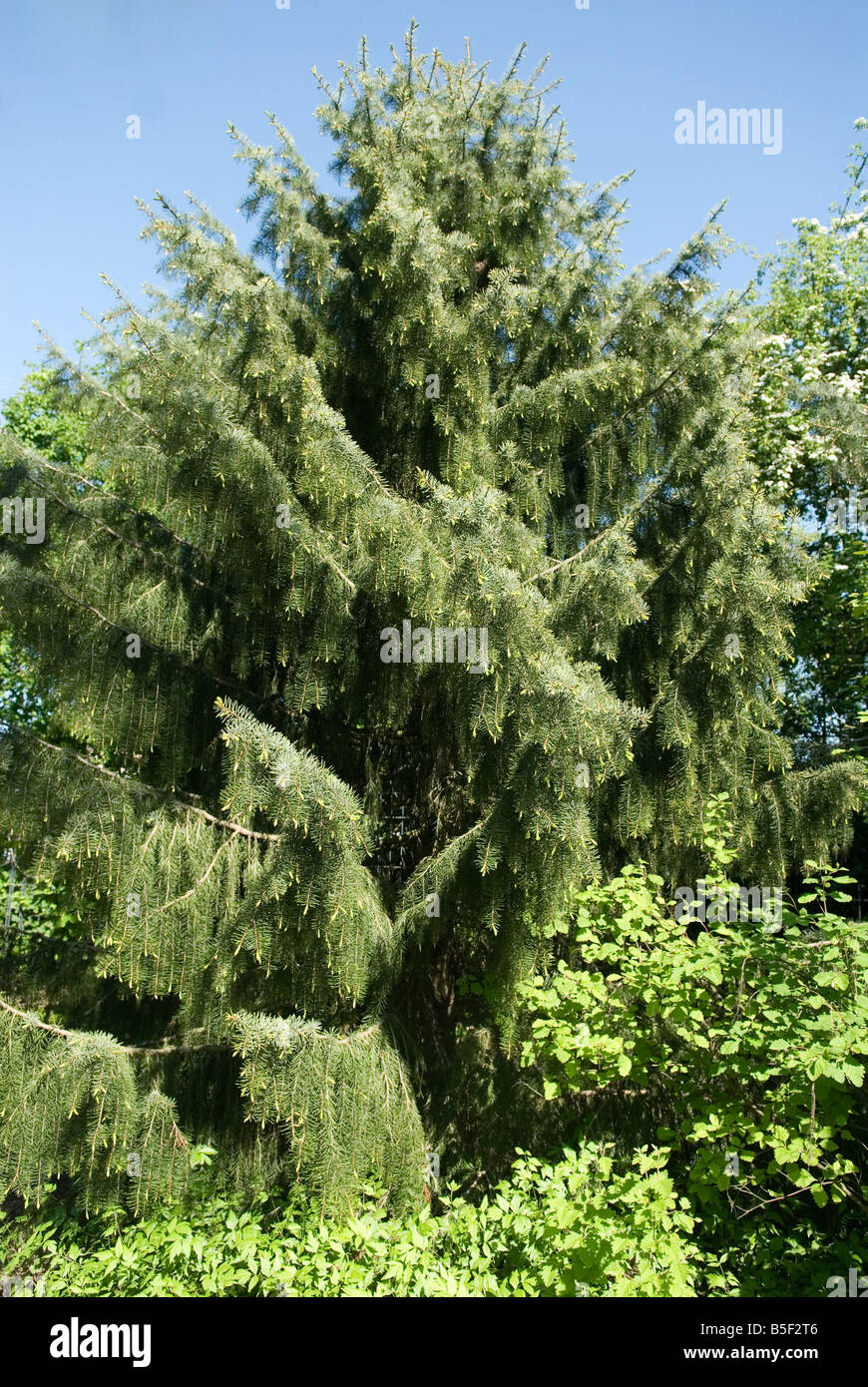 Picea breweriana Brewer s spruce or Weeping spruce Stock Photo - Alamy
