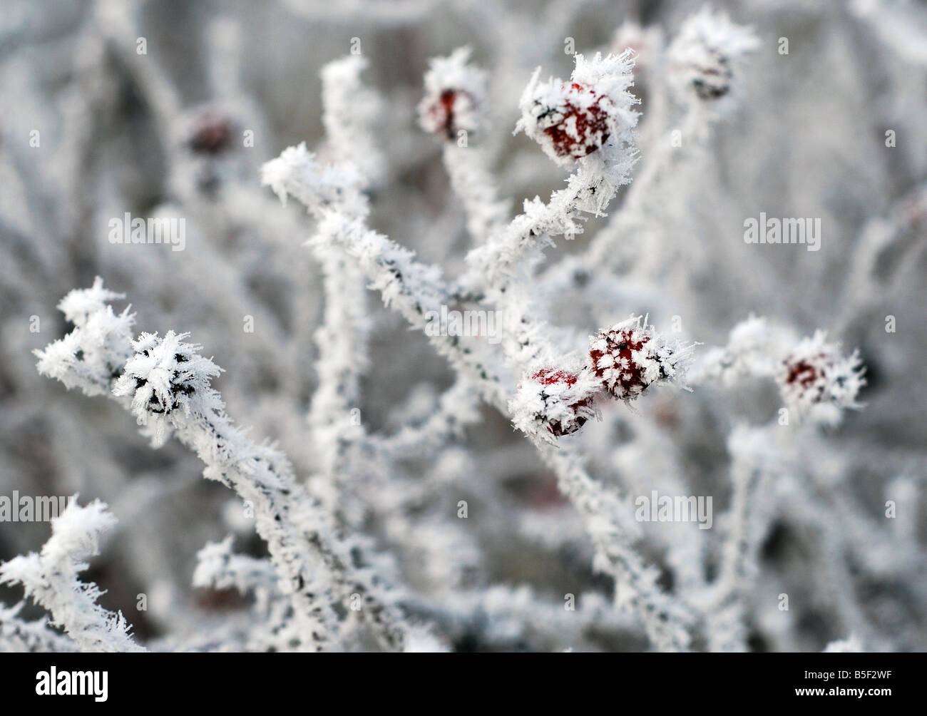 winter scenery,climate visuals Stock Photo - Alamy