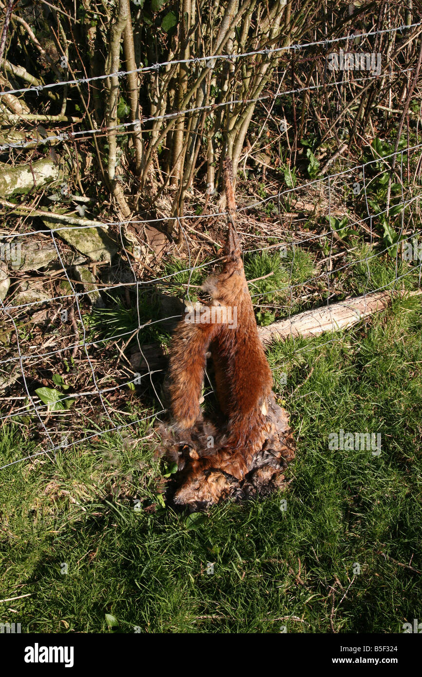 Fox carcass caught on wire fence on farm land Stock Photo - Alamy