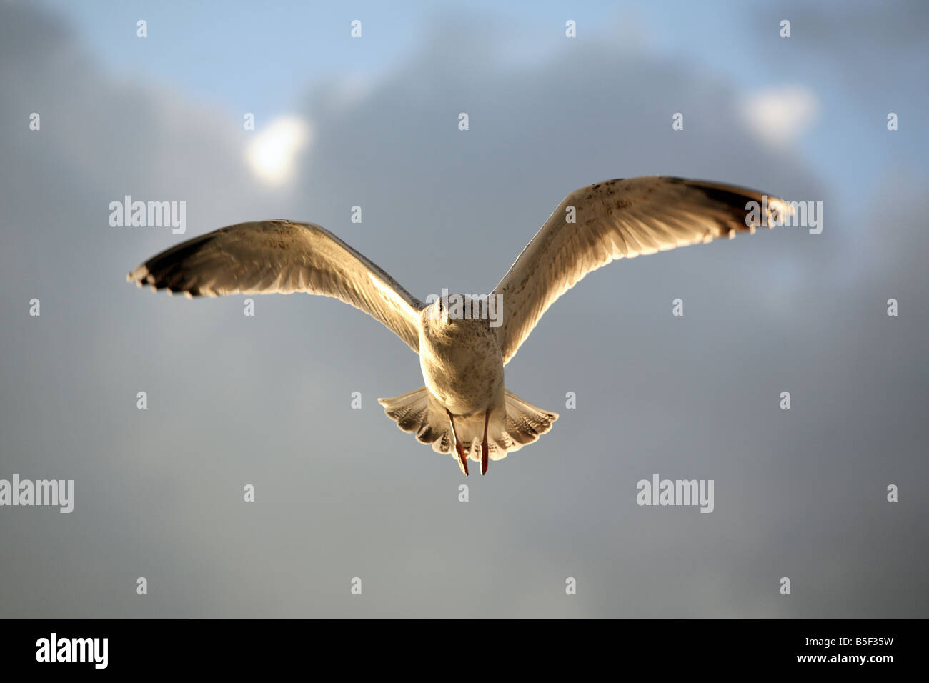 Seagull tail hi-res stock photography and images - Alamy