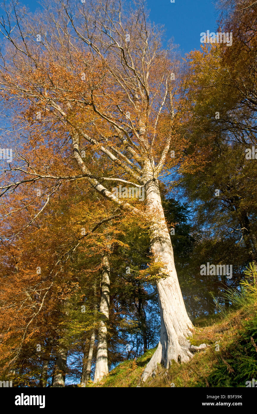 Beech mast uk hi-res stock photography and images - Alamy
