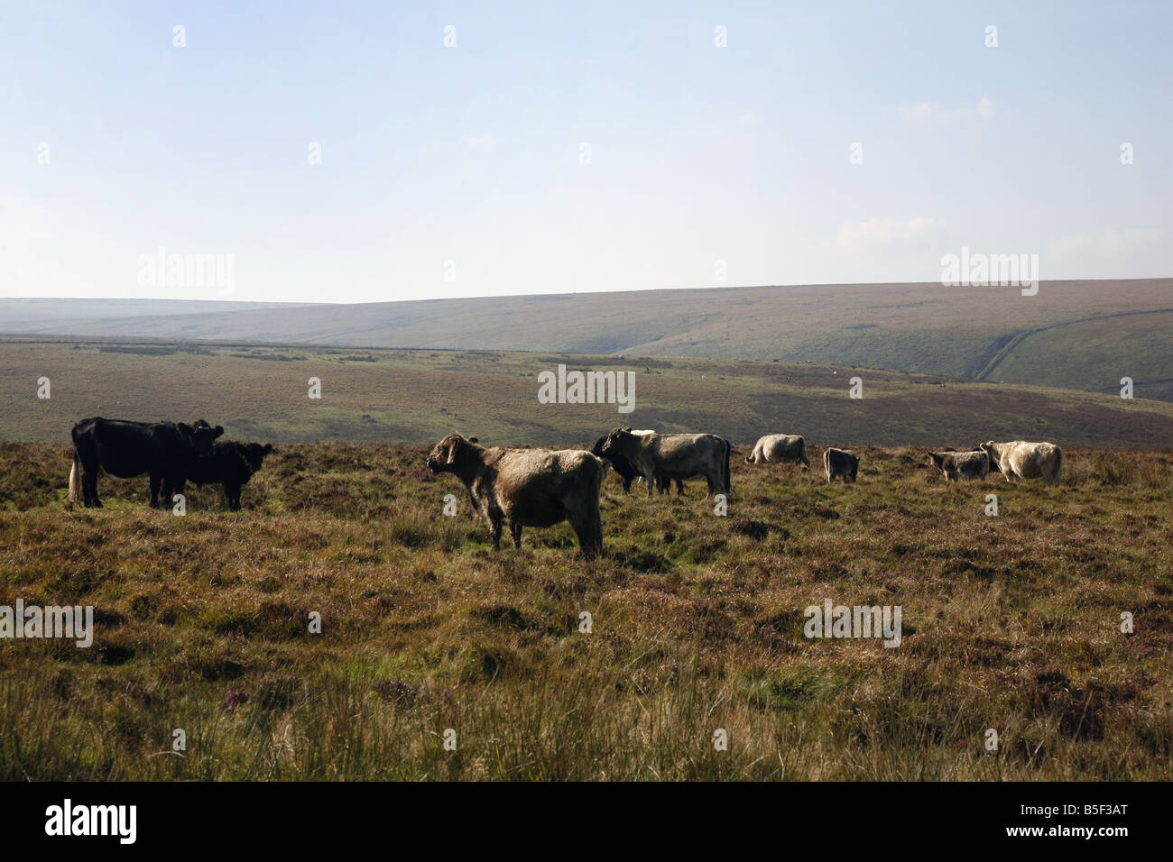 Exmoor National Park - Cattle on the open moor seen from the road from ...
