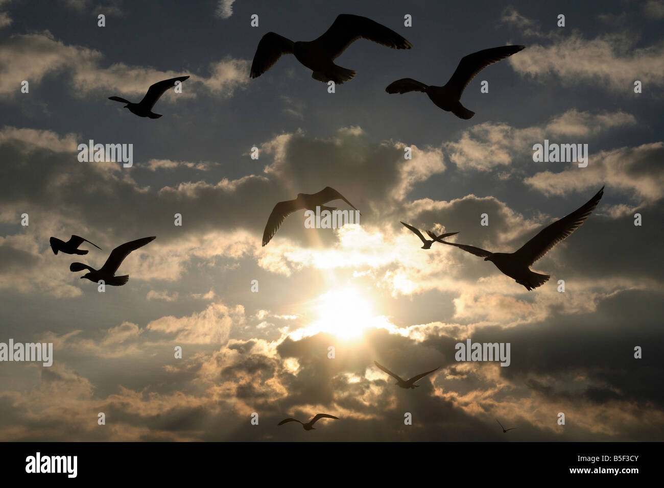 Setting sun with birds hi-res stock photography and images - Alamy