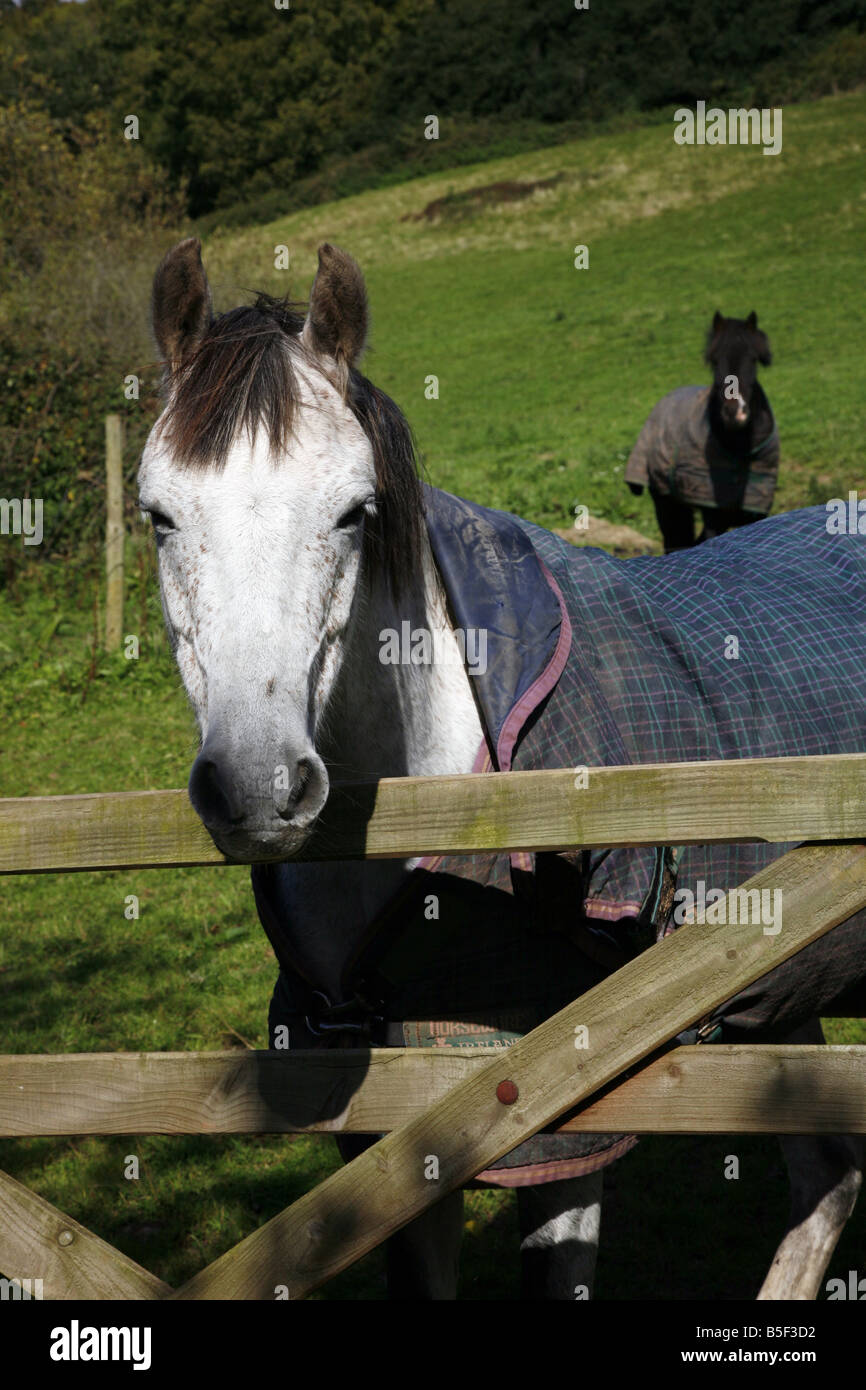 A pony looking over a gate near Wootton Courtenay. Pony trekking is a ...