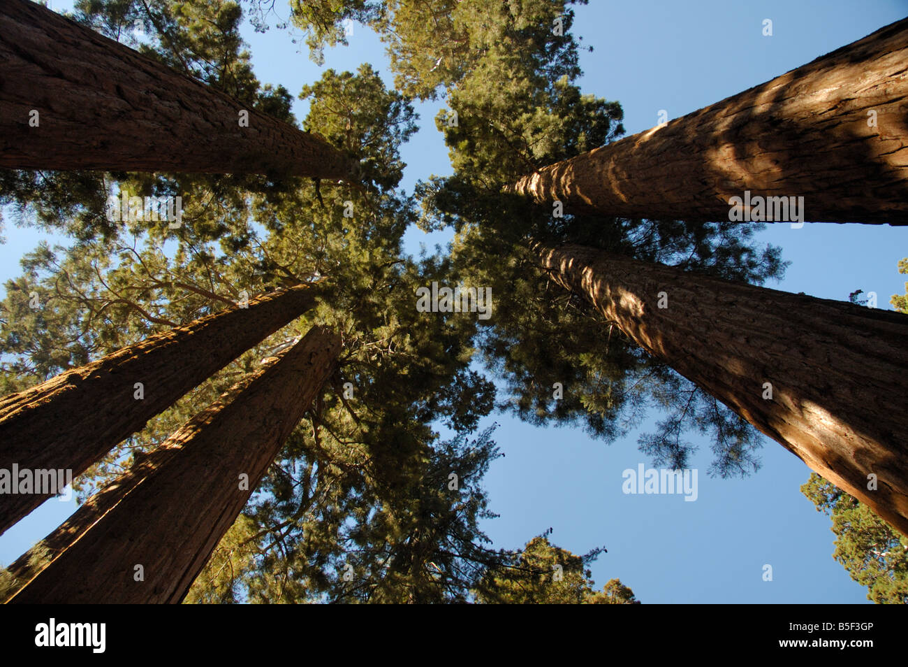 Giant Sequoias in Sequoia National park Stock Photo - Alamy