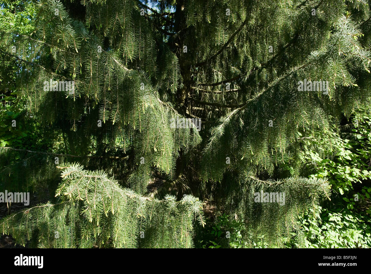Brewer spruce hi-res stock photography and images - Alamy