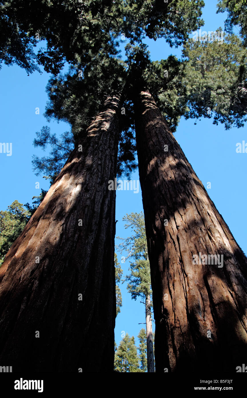 Giant Sequoias in Sequoia National park Stock Photo - Alamy