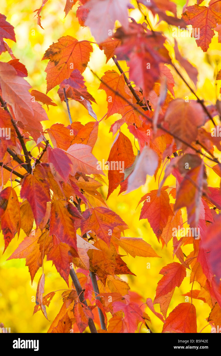 Red maple seasons hi-res stock photography and images - Alamy
