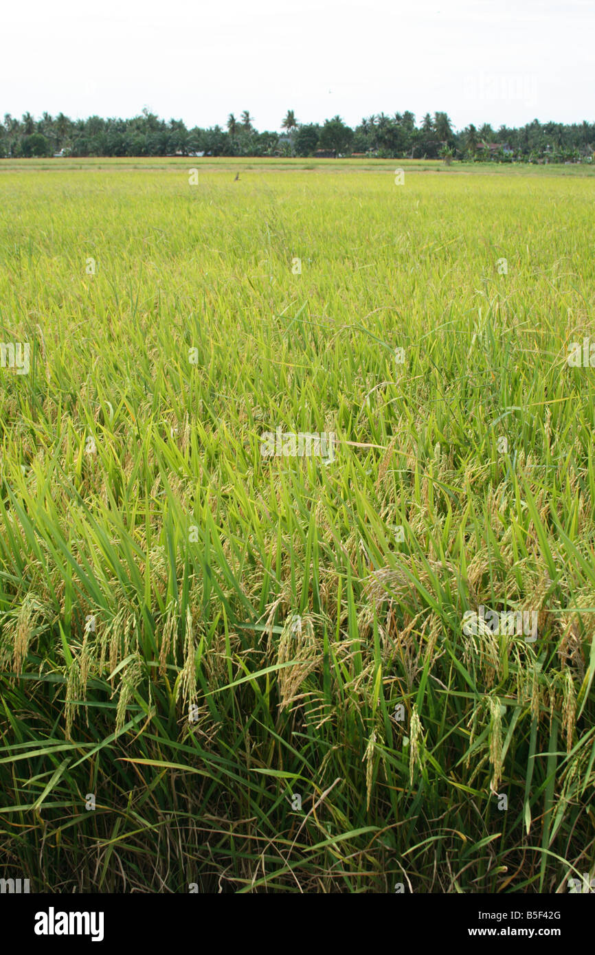 Malaysia rice field hi-res stock photography and images - Alamy