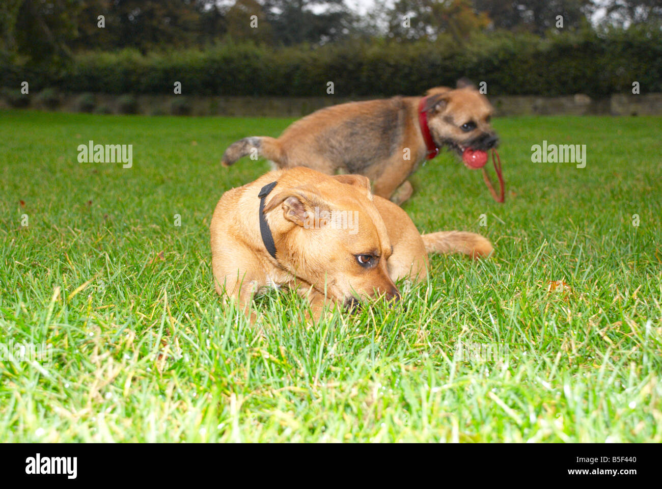 dogs playing in the park Stock Photo - Alamy