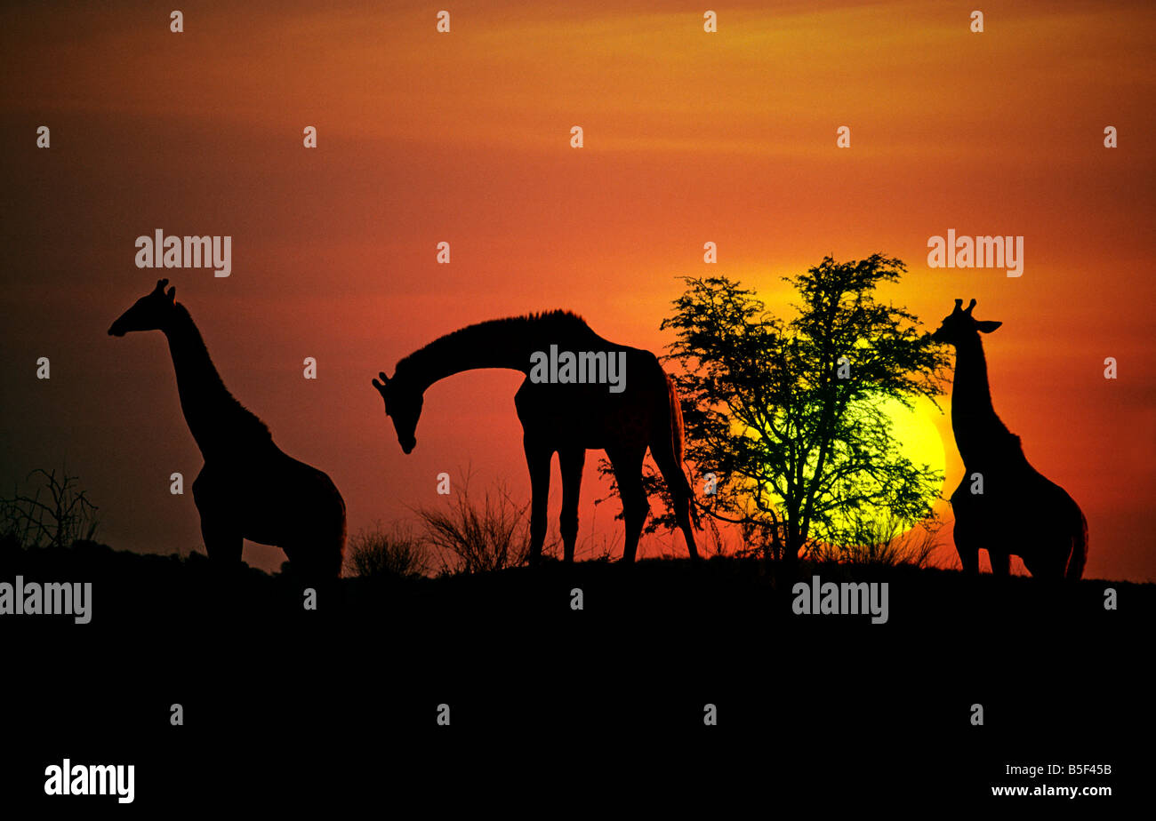 Giraffe at sunset Giraffa camelopardalis Kalagadi Transfrontier ...