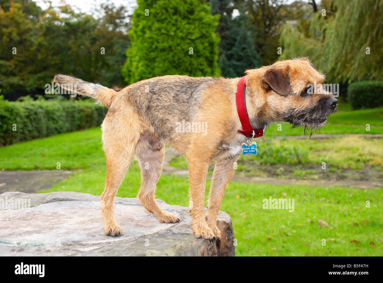 dog on a rock in the park Stock Photo - Alamy