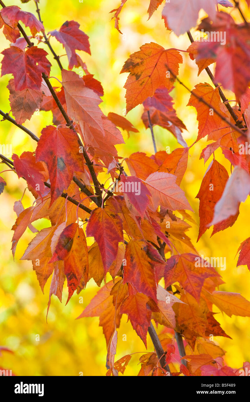 Autumn Foliage of Red and Gold Maple Trees Stock Photo - Alamy