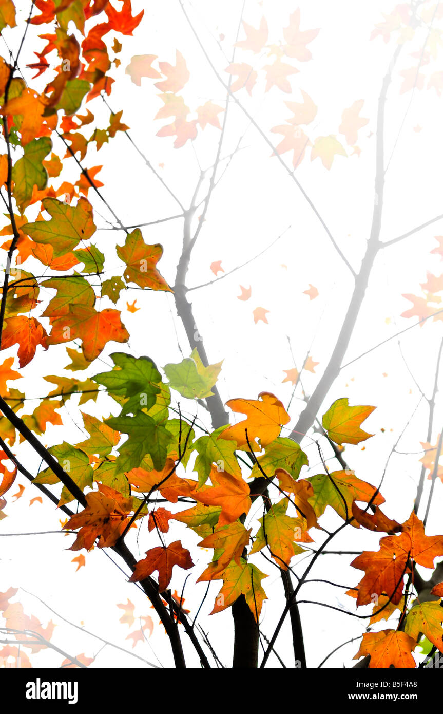 Background of fall maple leaves and tree branches Stock Photo - Alamy