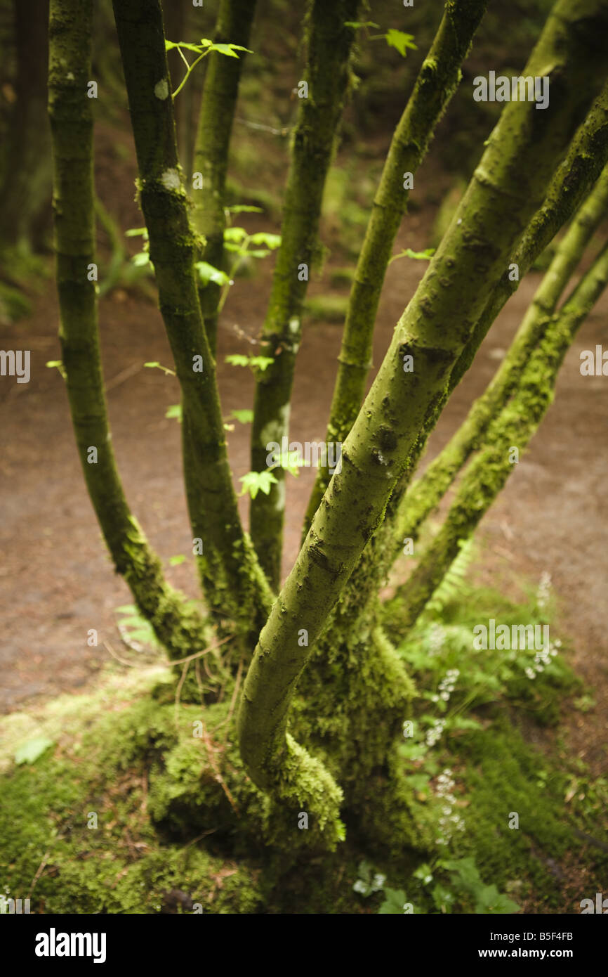 bunch of trees Stock Photo - Alamy