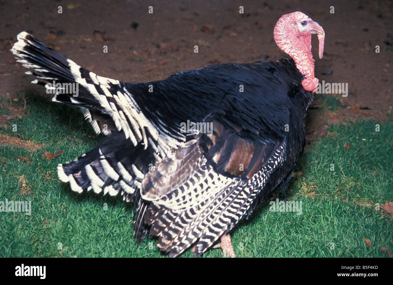 Dindon hi-res stock photography and images - Alamy