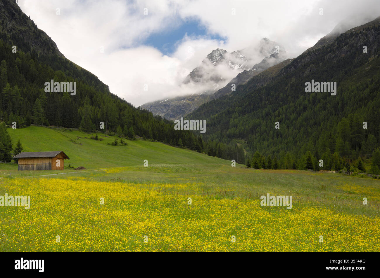 Alpine meadow, Sulztal near Gries, Otztal valley, Tyrol, Austria Stock ...