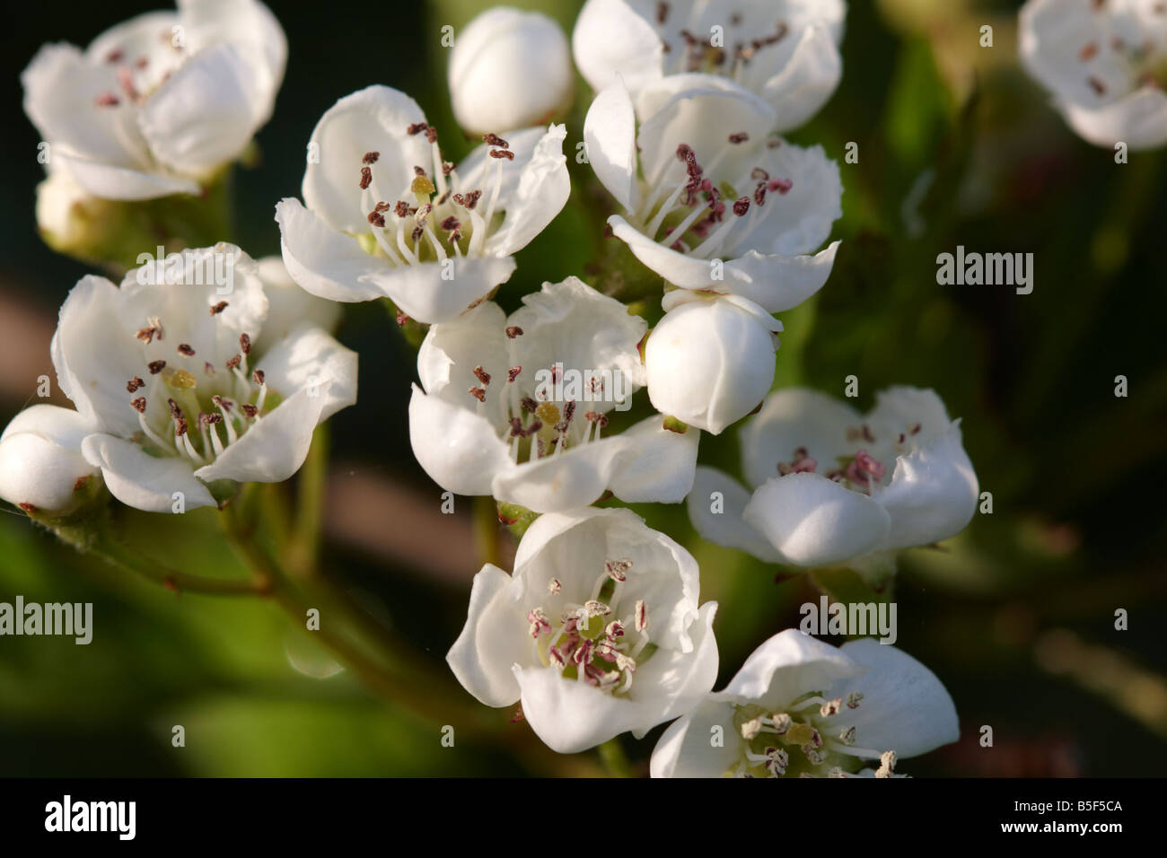 Hawthorn hedge spring hi-res stock photography and images - Alamy
