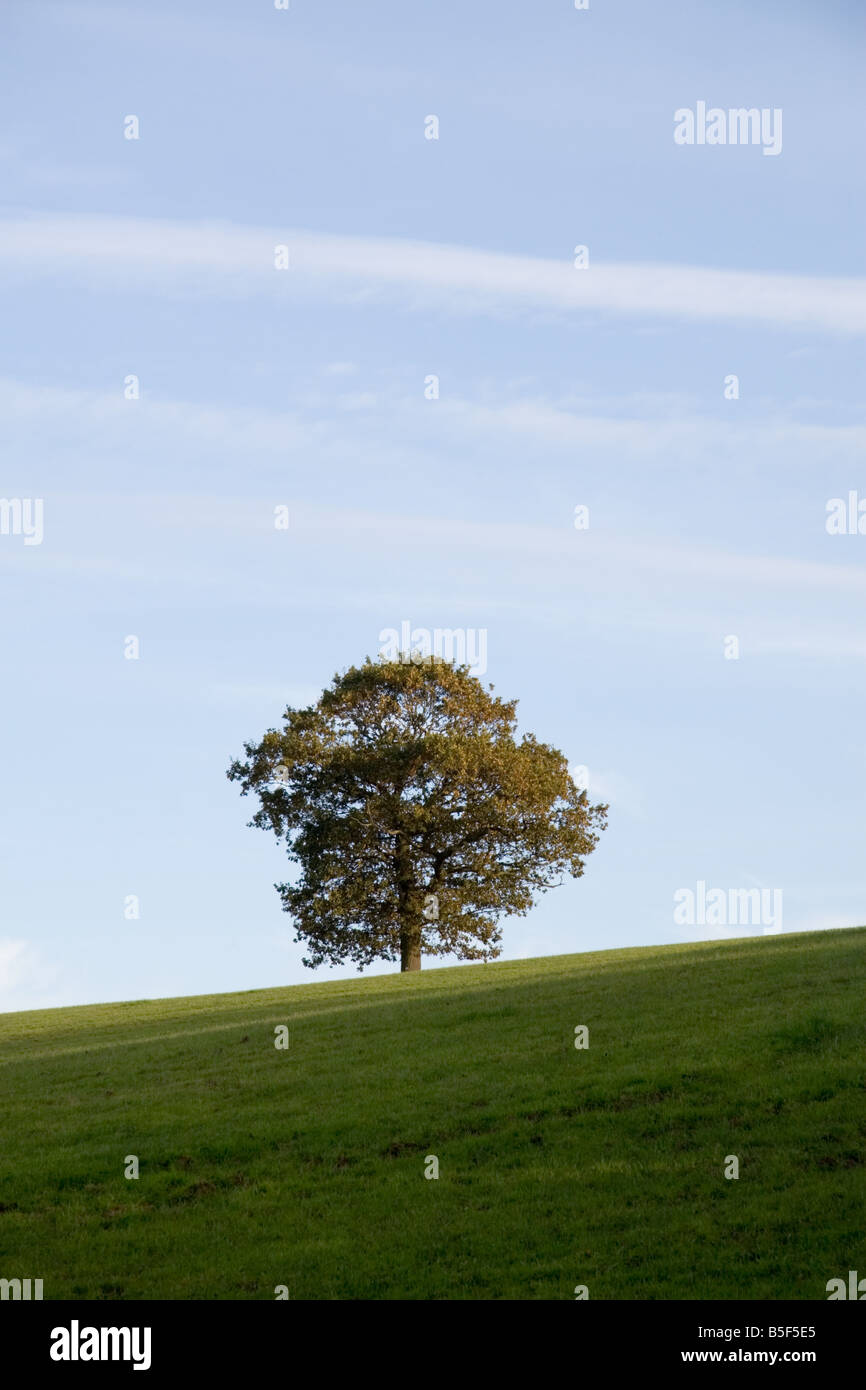 A single English oak tree standing in a field Stock Photo - Alamy