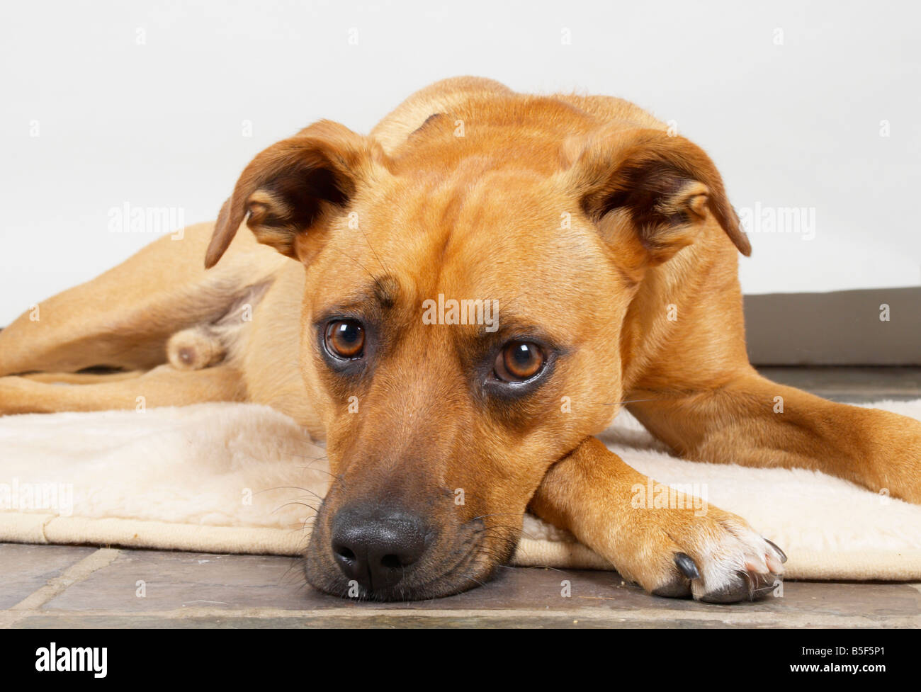 a boxer / staffy mix taking a break Stock Photo - Alamy