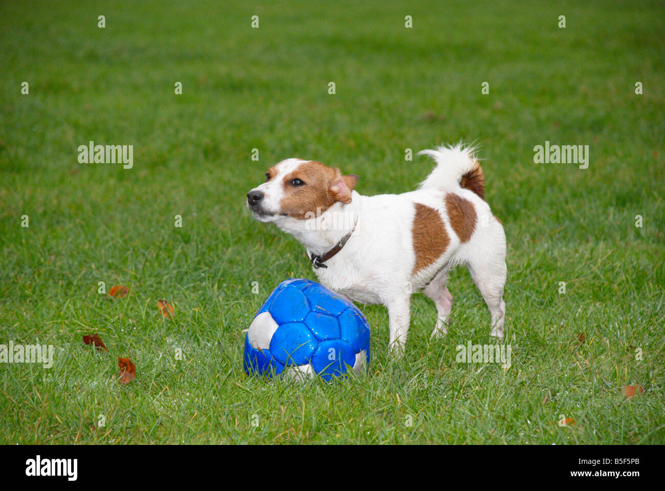 Jack russell terrier playing football hi-res stock photography and ...