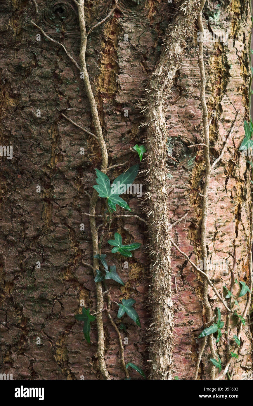 Ivy tree uk hi-res stock photography and images - Alamy
