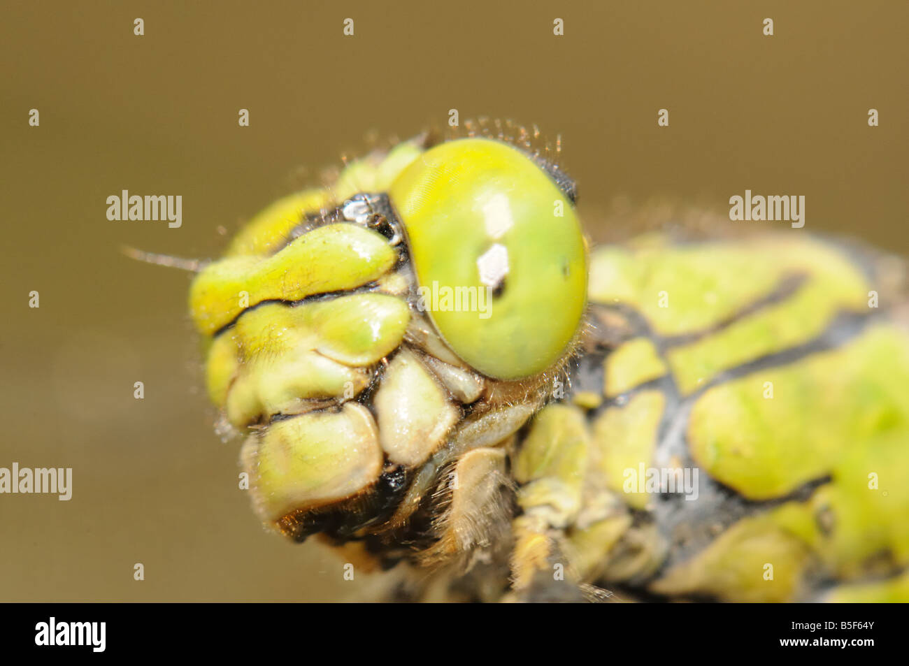 macro portrait great dragonfly Aeschna grandis Stock Photo - Alamy