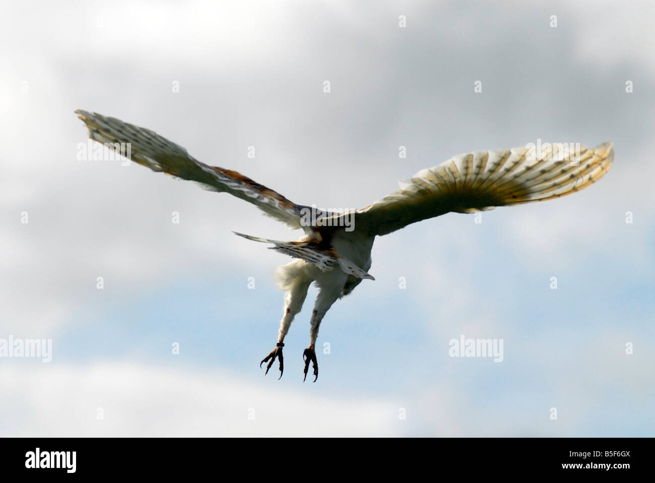 Barn owl with prey hi-res stock photography and images - Alamy
