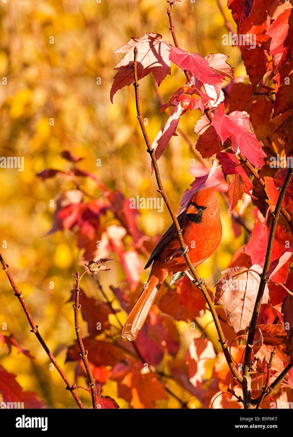 Cardinal in Red Maple Tree Stock Photo - Alamy