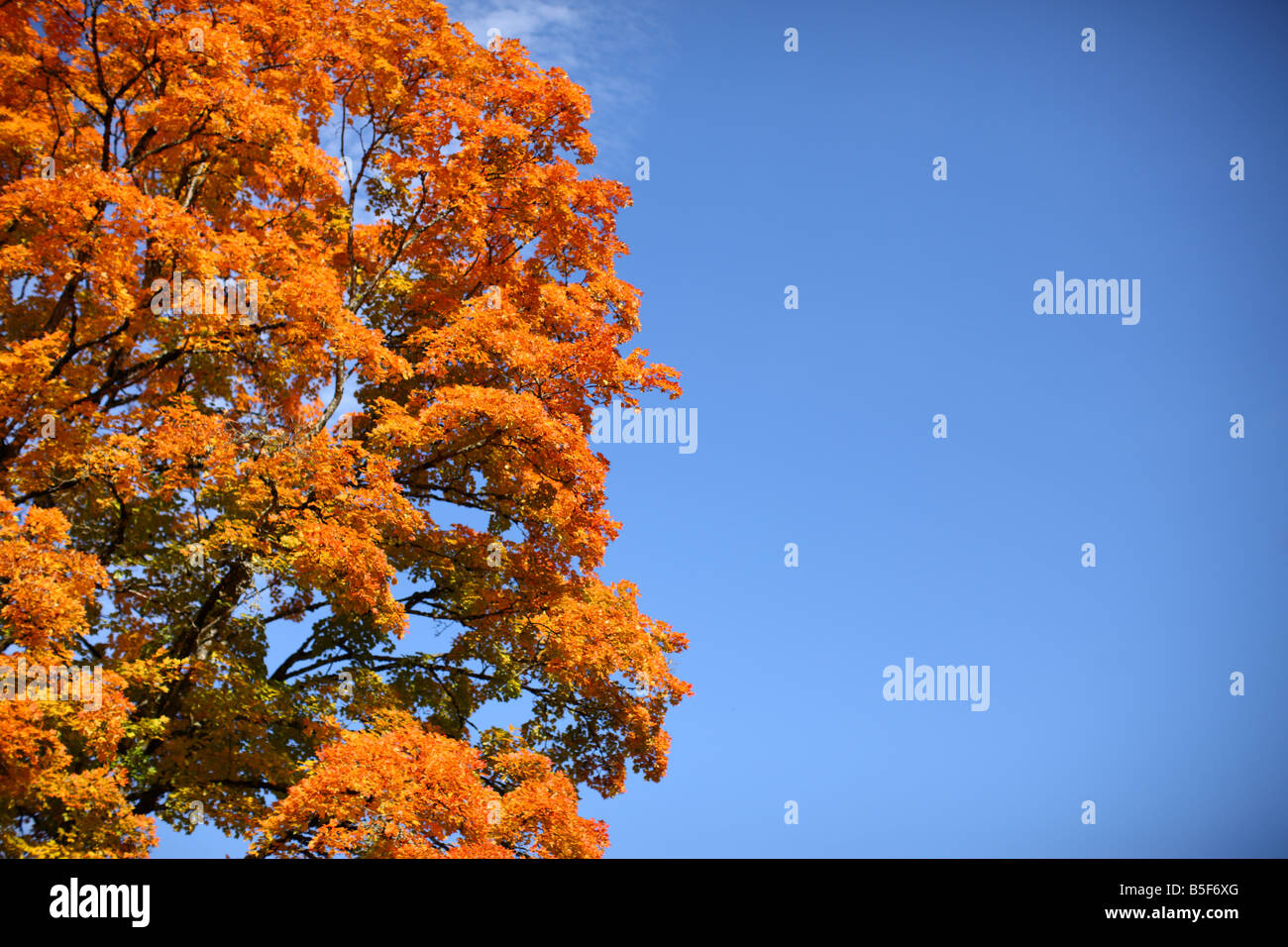 Orange colored fall tree with blue sky background Stock Photo - Alamy