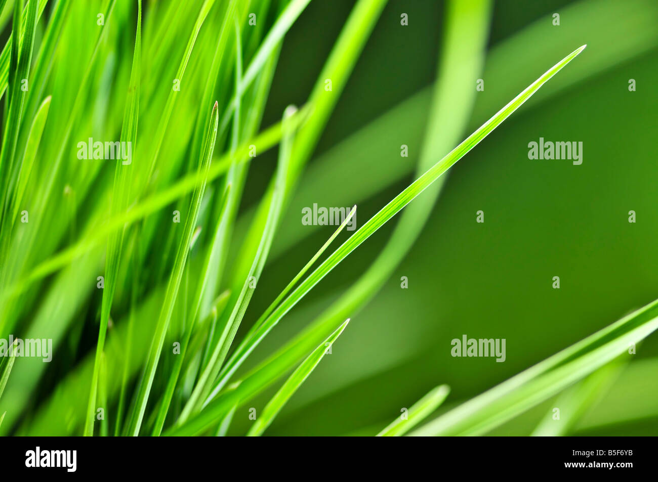 Natural background of green grass blades close up Stock Photo - Alamy