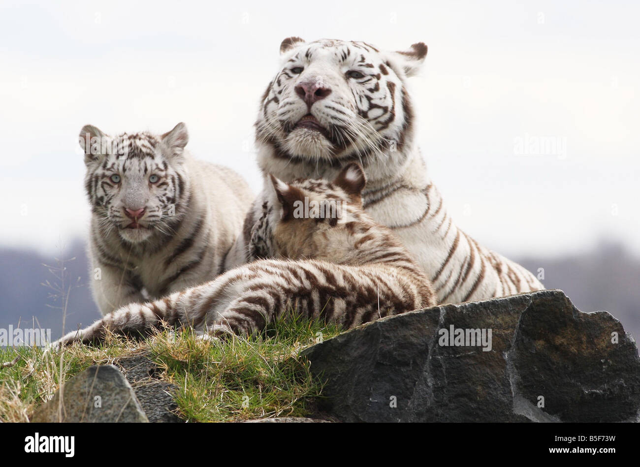 Two white Bengal tiger cubs that were born at the Park during the ...