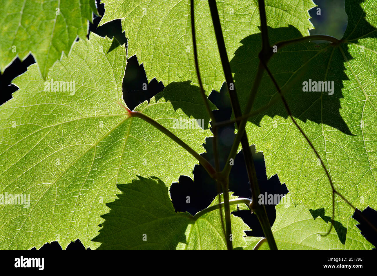 Abstract shot of the leaves of wine grape - vine stem - stem of a vine ...