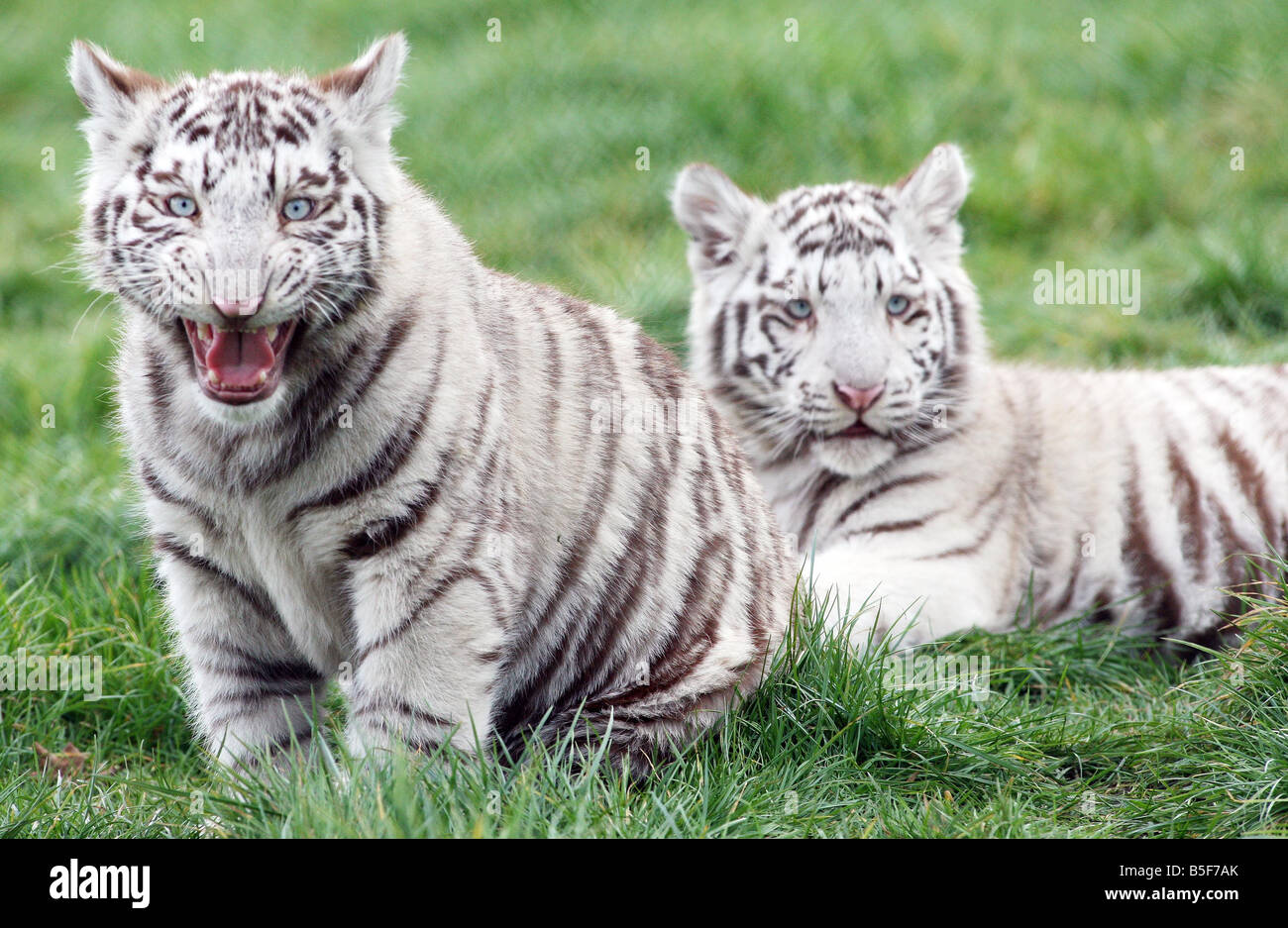 Two white Bengal tiger cubs that were born at the Park during the ...