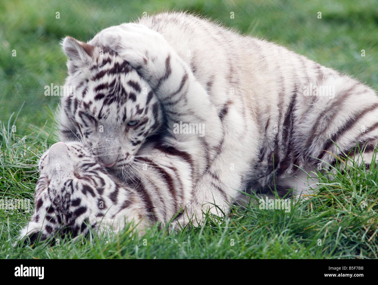 Two white Bengal tiger cubs that were born at the Park during the ...