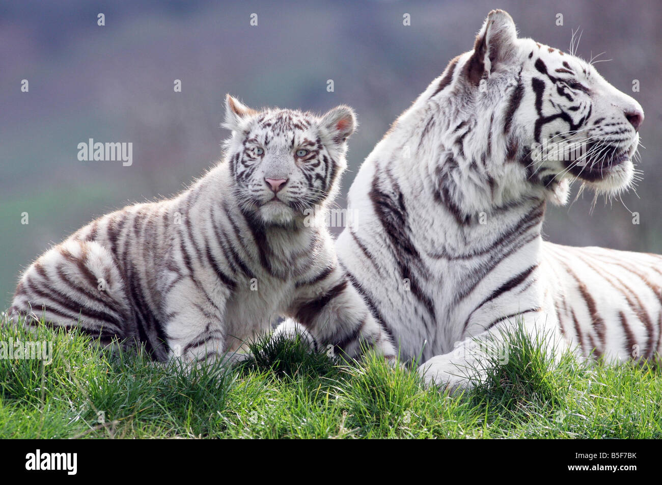 Two white Bengal tiger cubs that were born at the Park during the ...